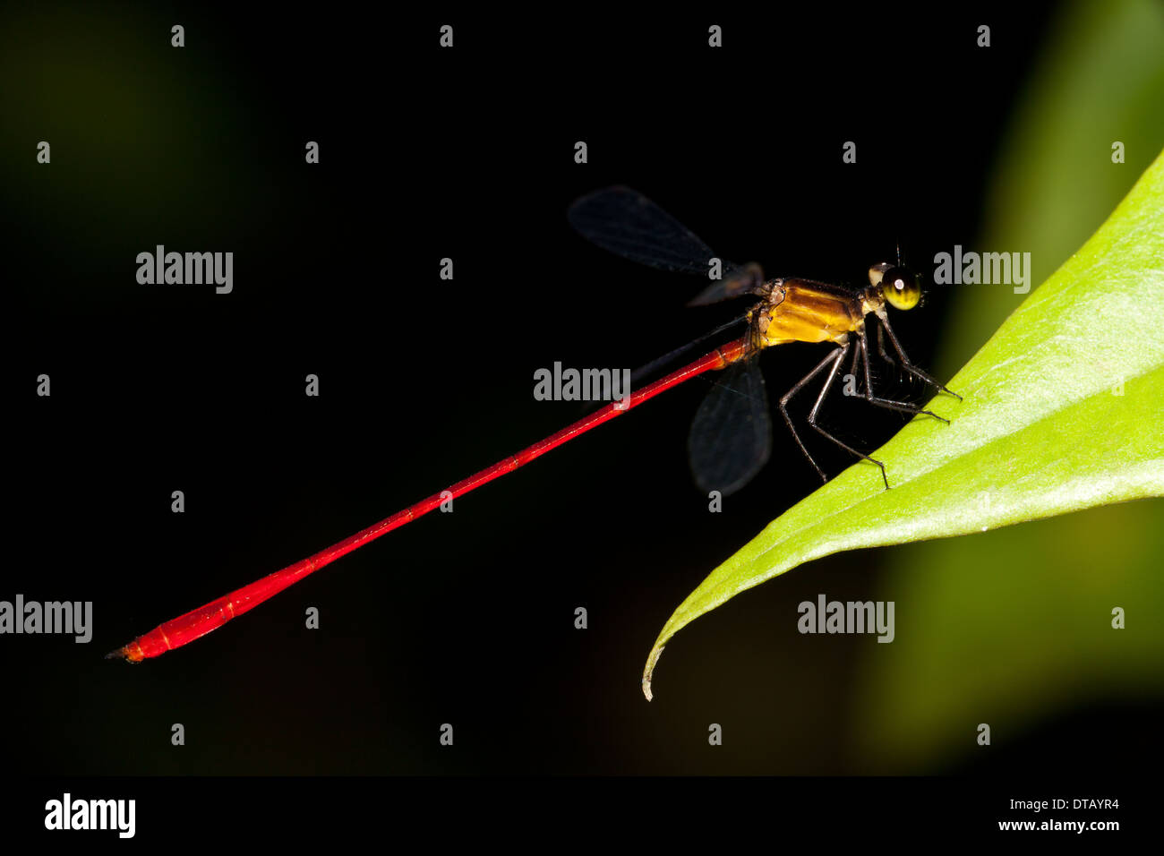 Tropical rainforest insects hi-res stock photography and images - Alamy