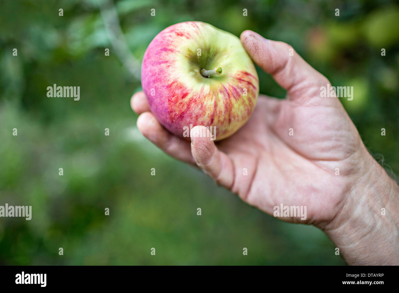 Apple close hi-res stock photography and images - Alamy