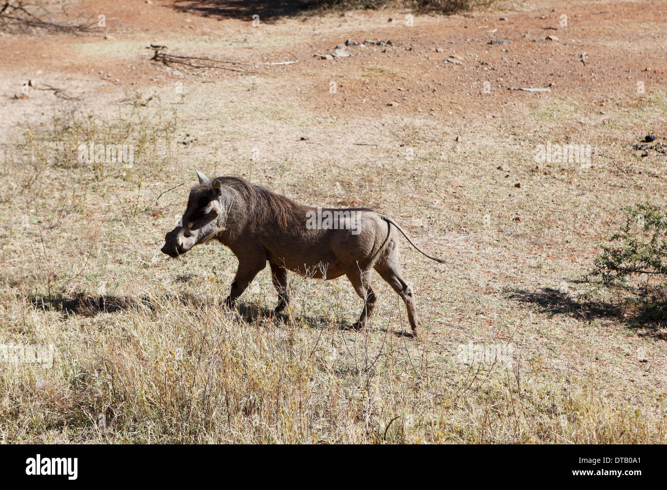 Wild pig walking on grass Stock Photo - Alamy