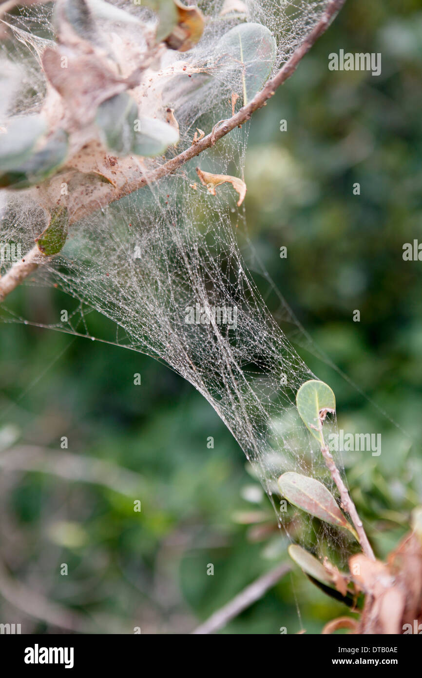 Close up spider web on branch hi-res stock photography and images - Alamy