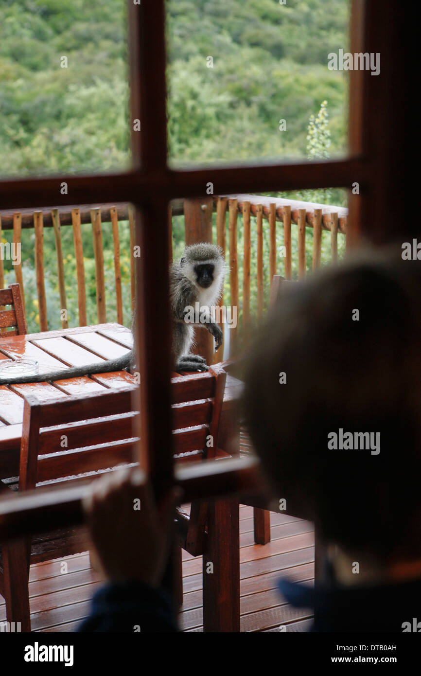 Boy watching monkey through window Stock Photo - Alamy