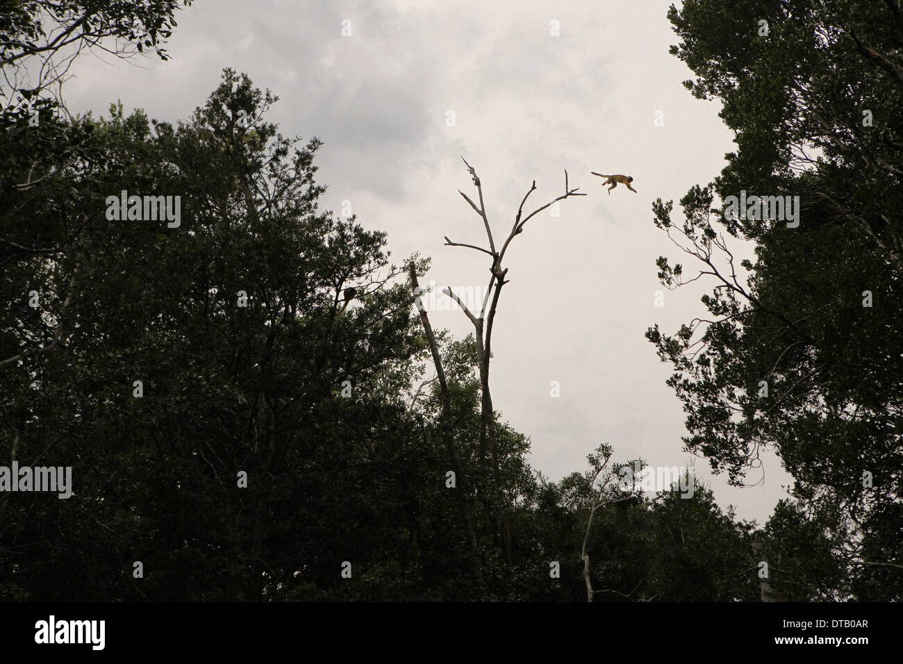 LAV monkey jumping in distance, Plettenberg Bay, South Africa Stock ...