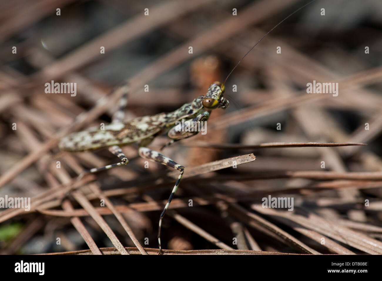 Mantis on the forest floor in Altos de Campana national park, Panama ...