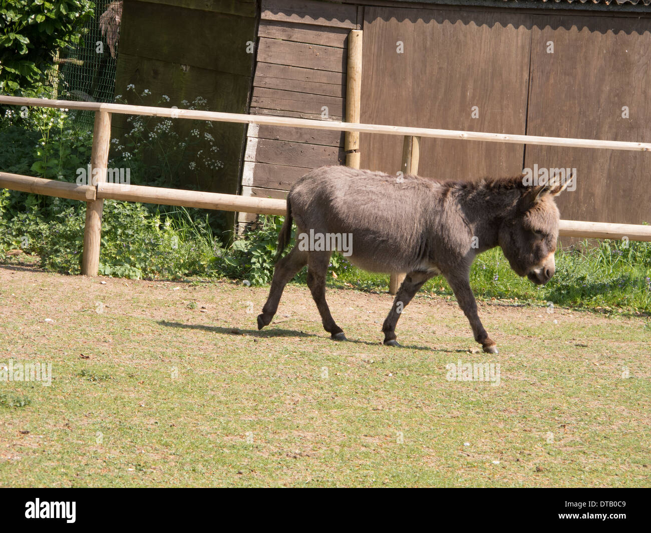 An image of a donkey in a pen in summer, England, UK Stock Photo - Alamy
