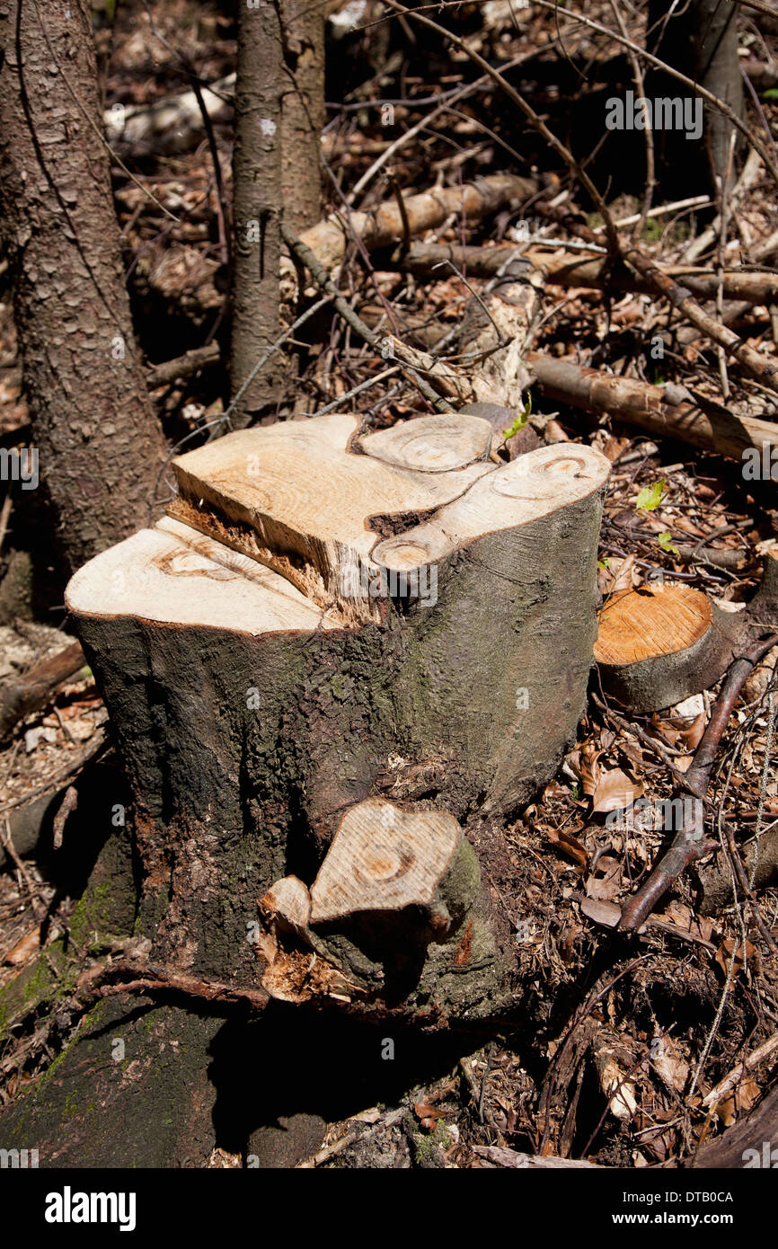 Tree stump in a forest Stock Photo - Alamy