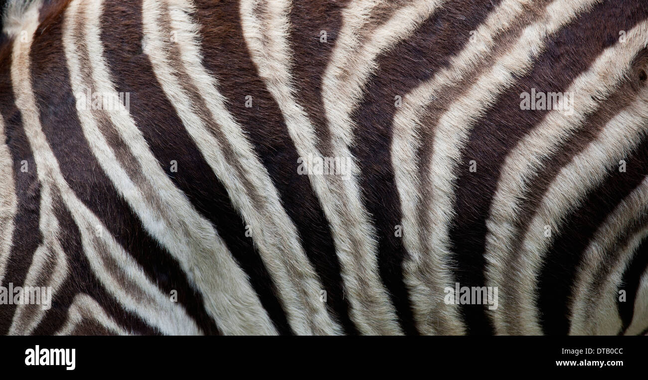 Zebra up close hi-res stock photography and images - Alamy