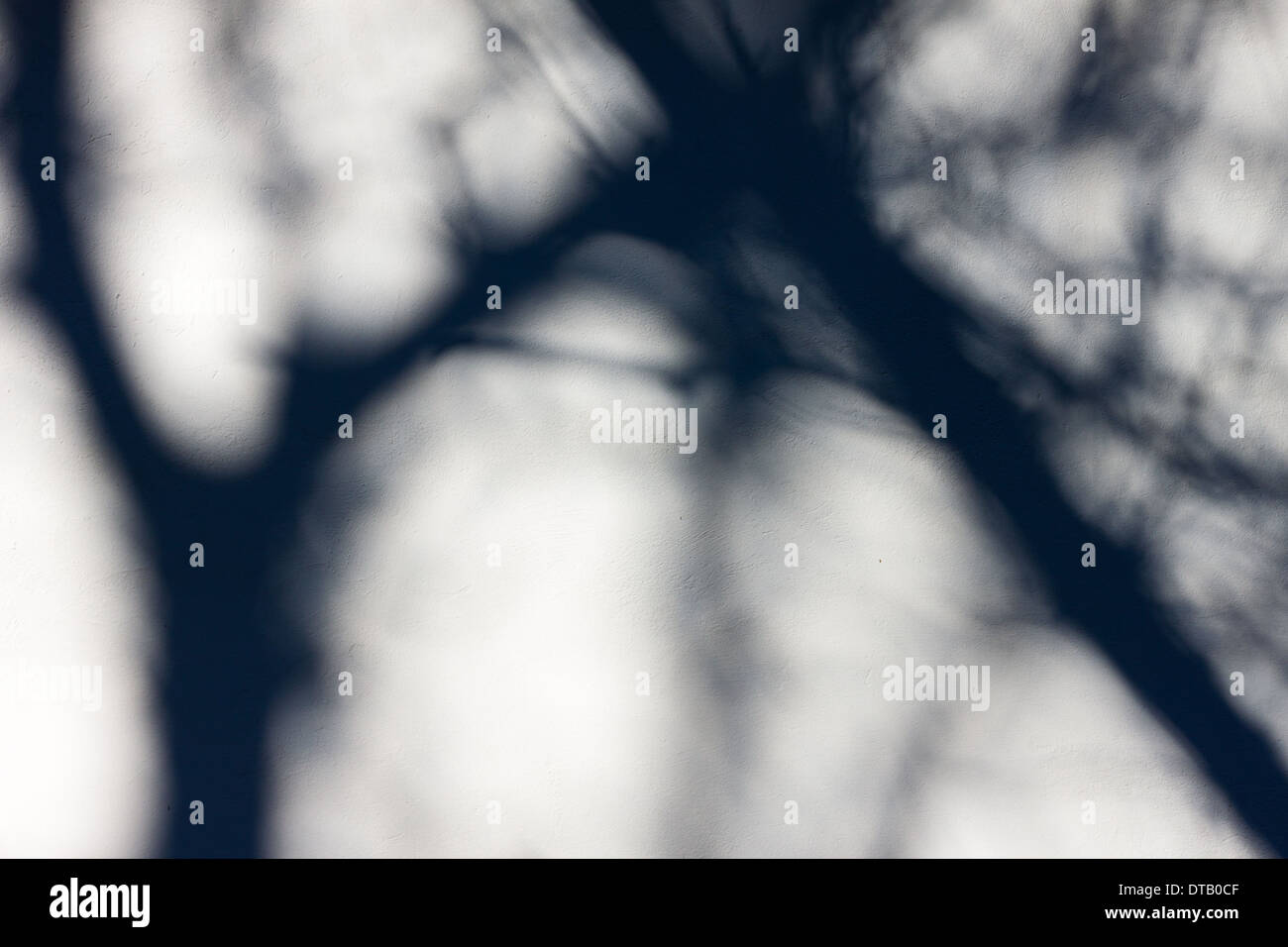 Tree shadow on white wall hi-res stock photography and images - Alamy