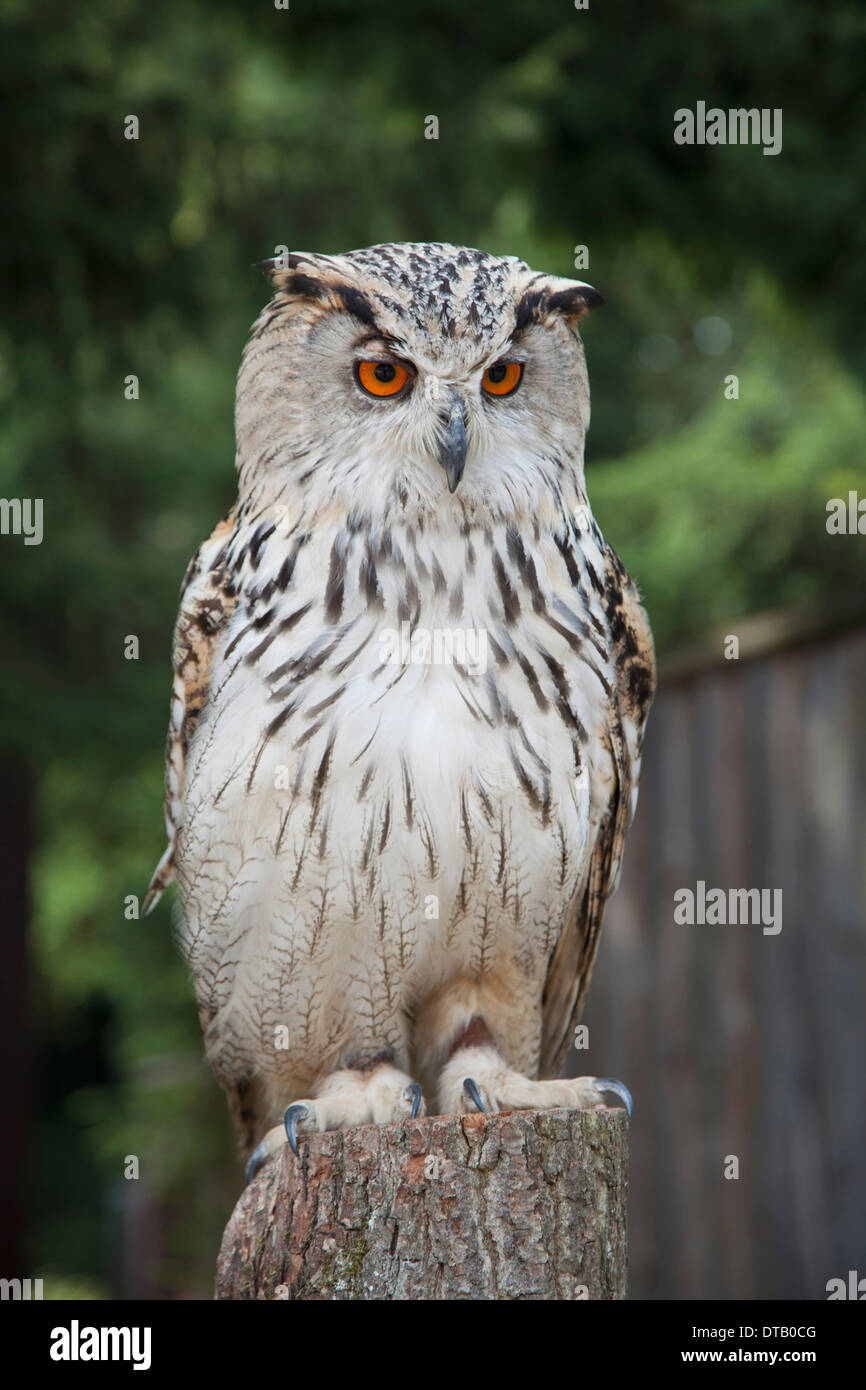 Up on stump hi-res stock photography and images - Alamy