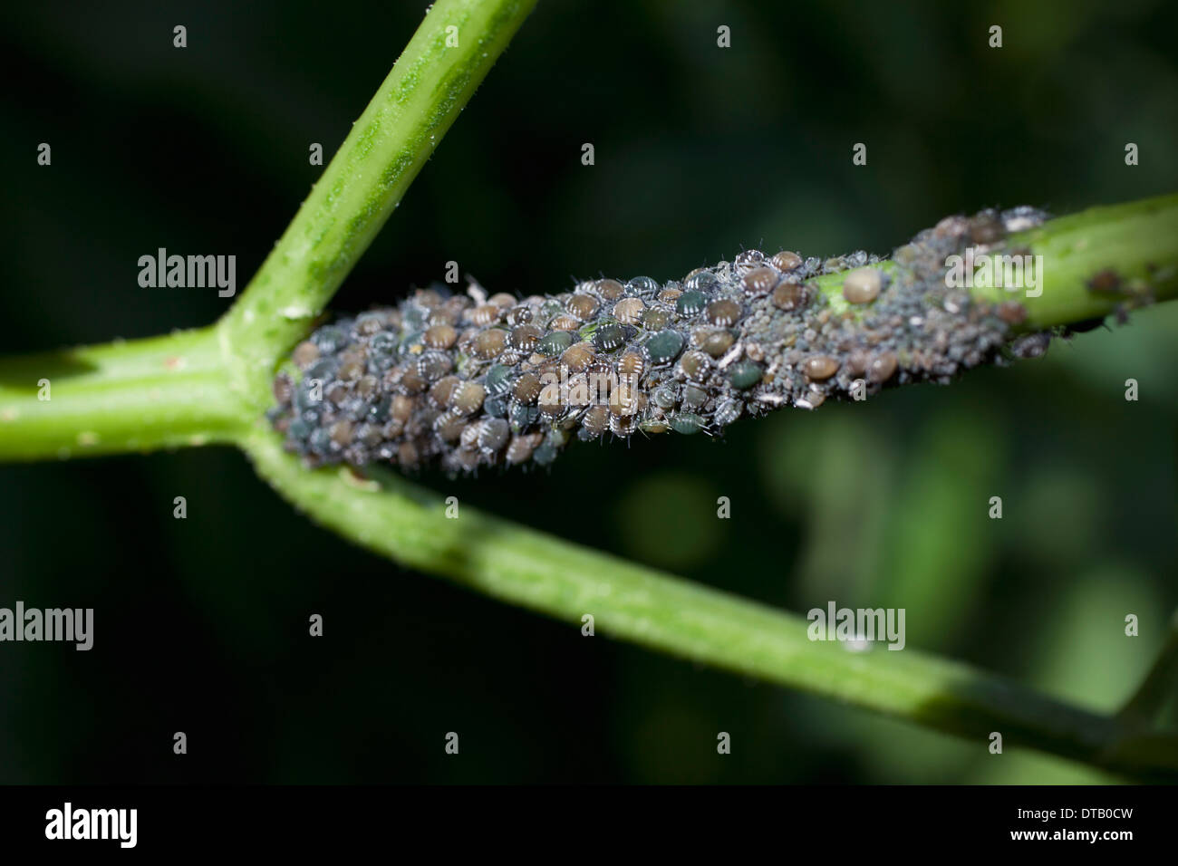Insects on branch Stock Photo - Alamy