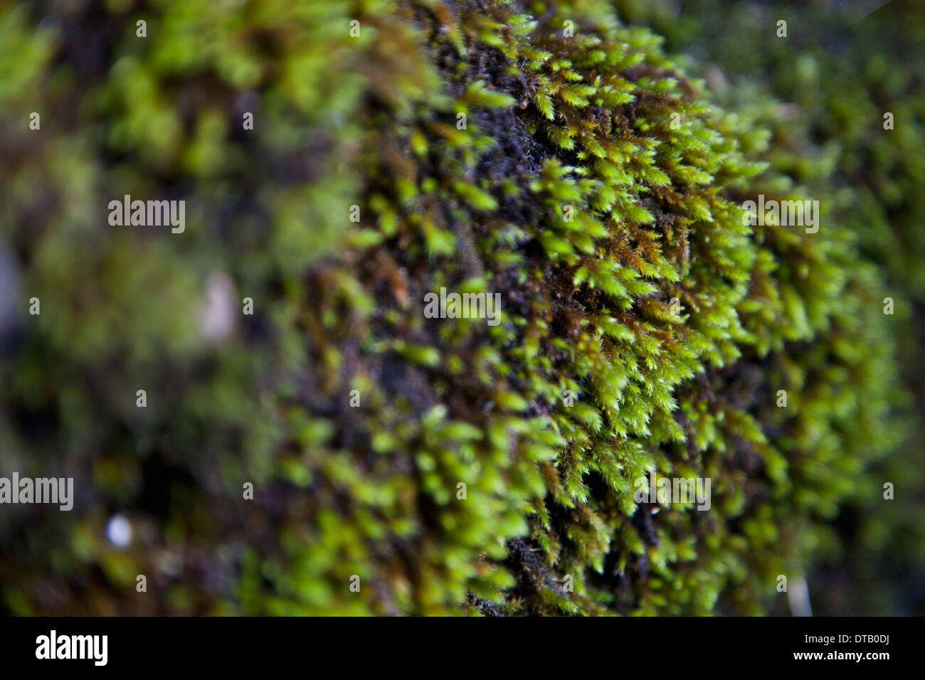 Moss up close hi-res stock photography and images - Alamy