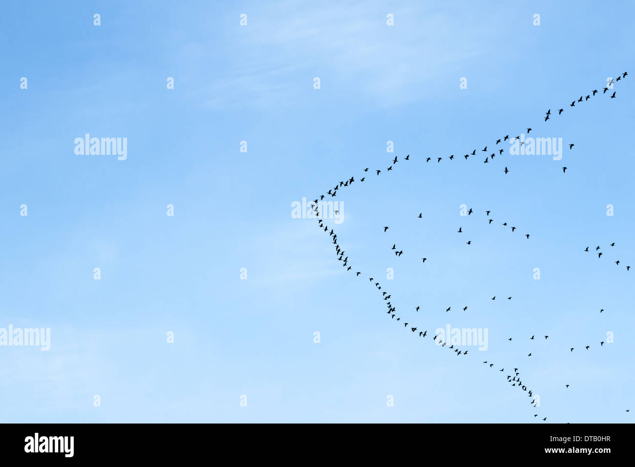 North south migration birds hi-res stock photography and images - Alamy