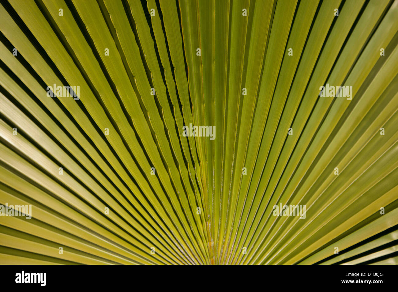 Leaf horizontal hi-res stock photography and images - Alamy
