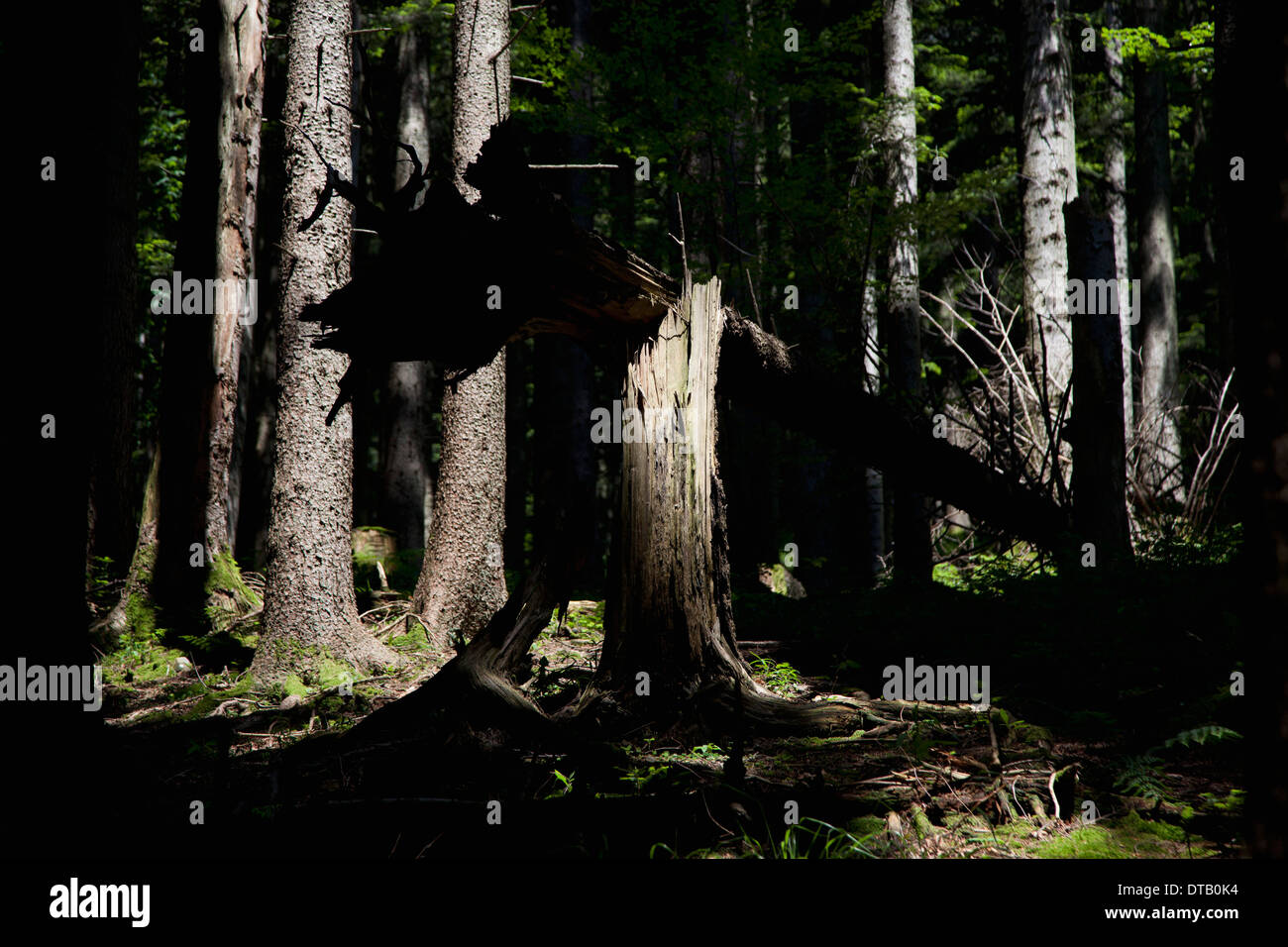 Horizontal forest hi-res stock photography and images - Alamy