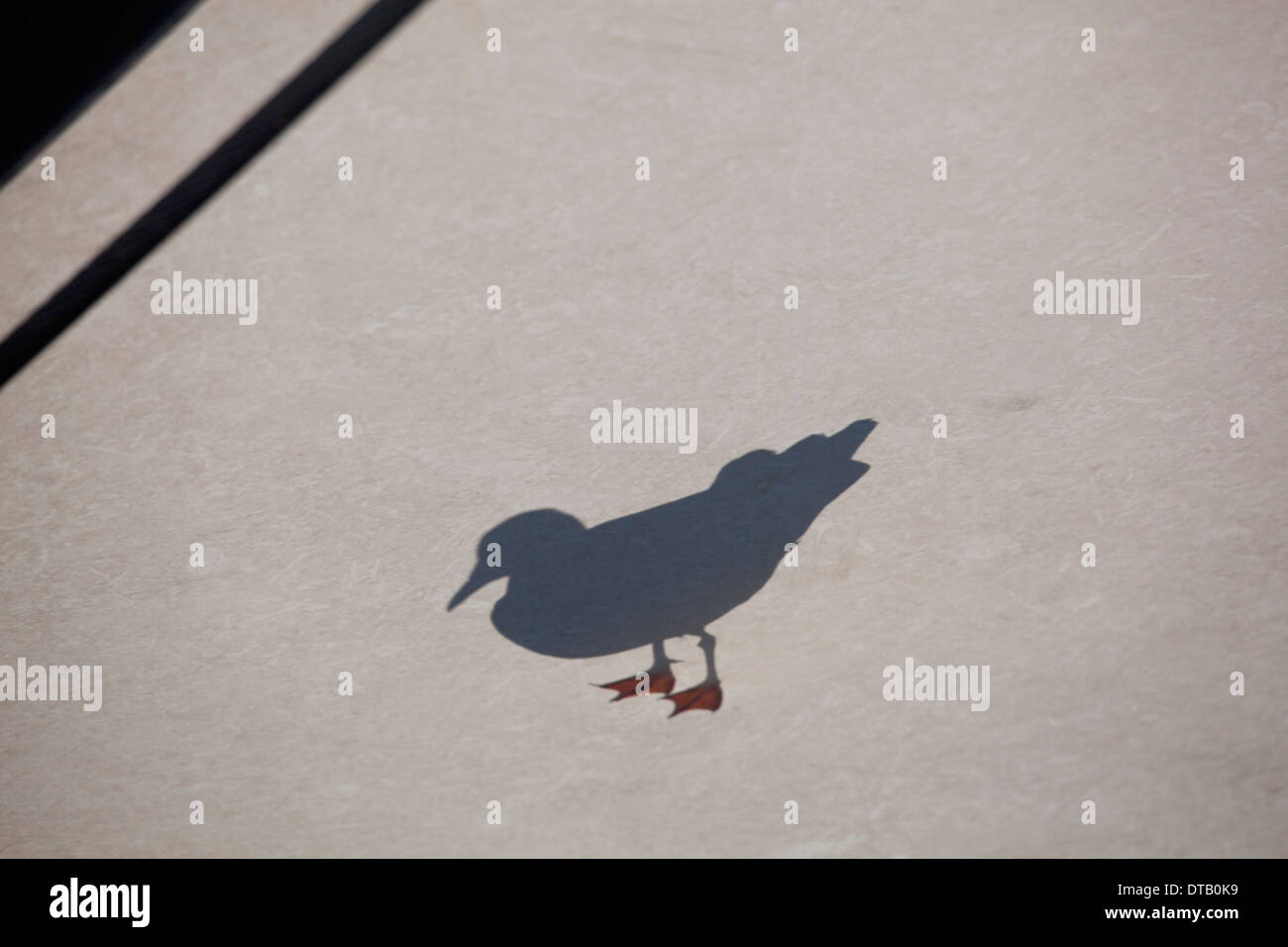Shadow of bird Stock Photo - Alamy