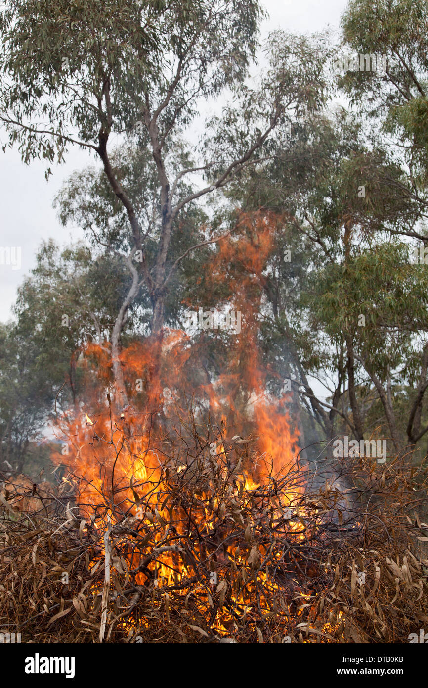 Tree forest fire woodland hi-res stock photography and images - Alamy
