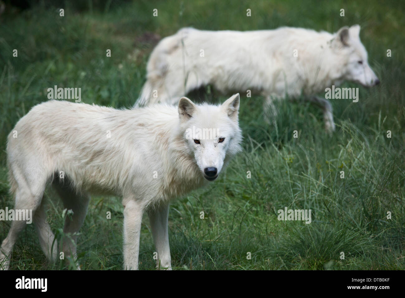 Wolves hunting hi-res stock photography and images - Alamy
