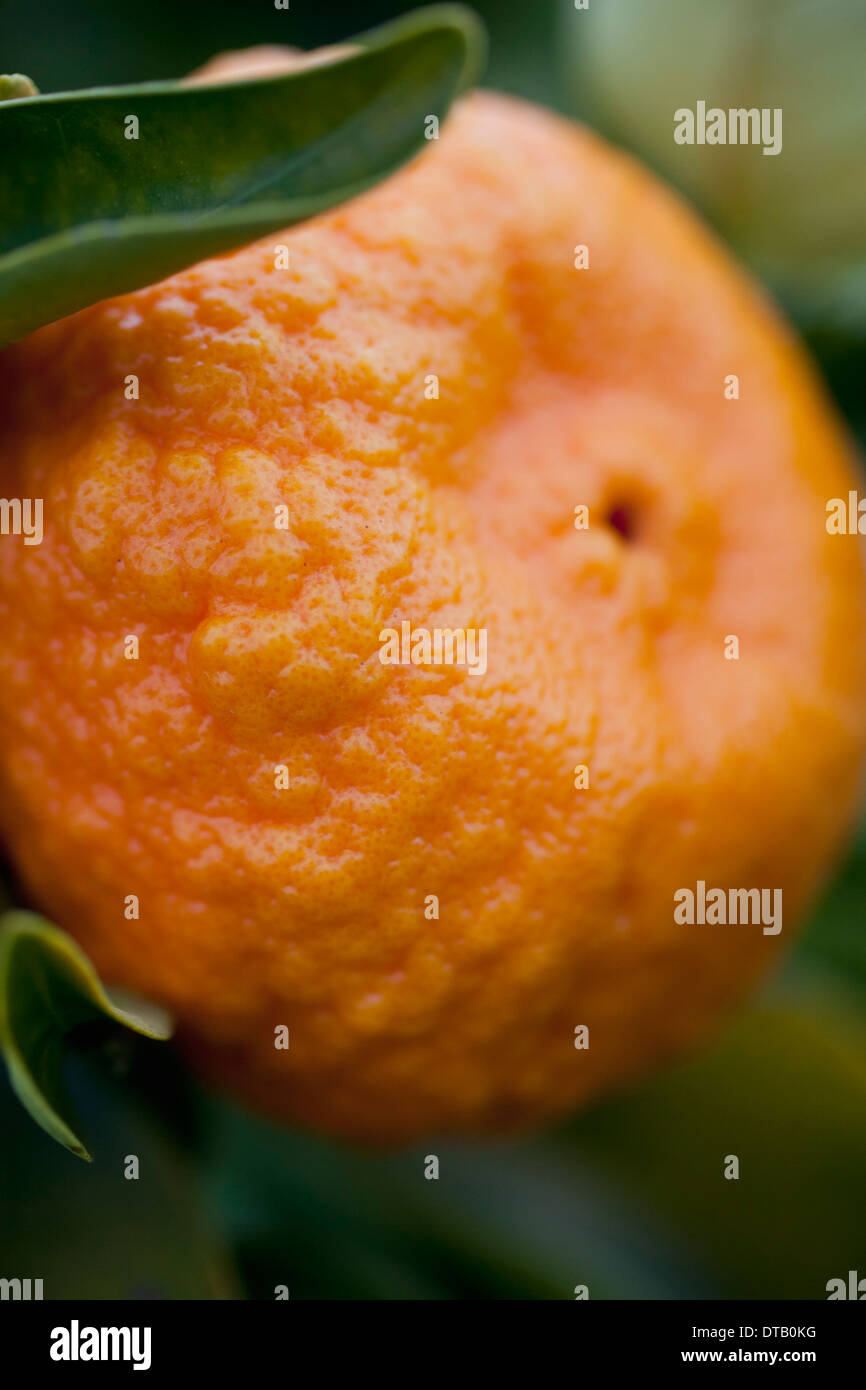 Close up orange hi-res stock photography and images - Alamy