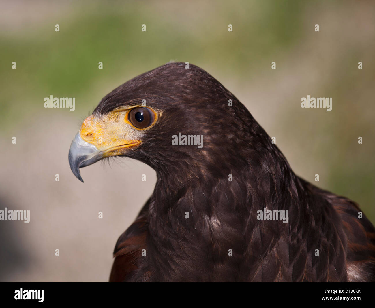 Close up eagle hi-res stock photography and images - Alamy
