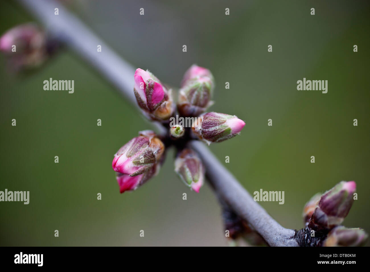Buds beginnings hi-res stock photography and images - Alamy