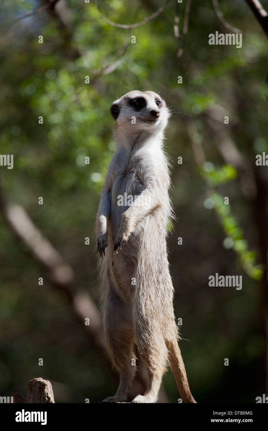 Meerkat looking away Stock Photo - Alamy
