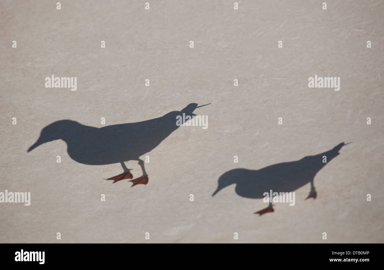Shadow of bird Stock Photo - Alamy