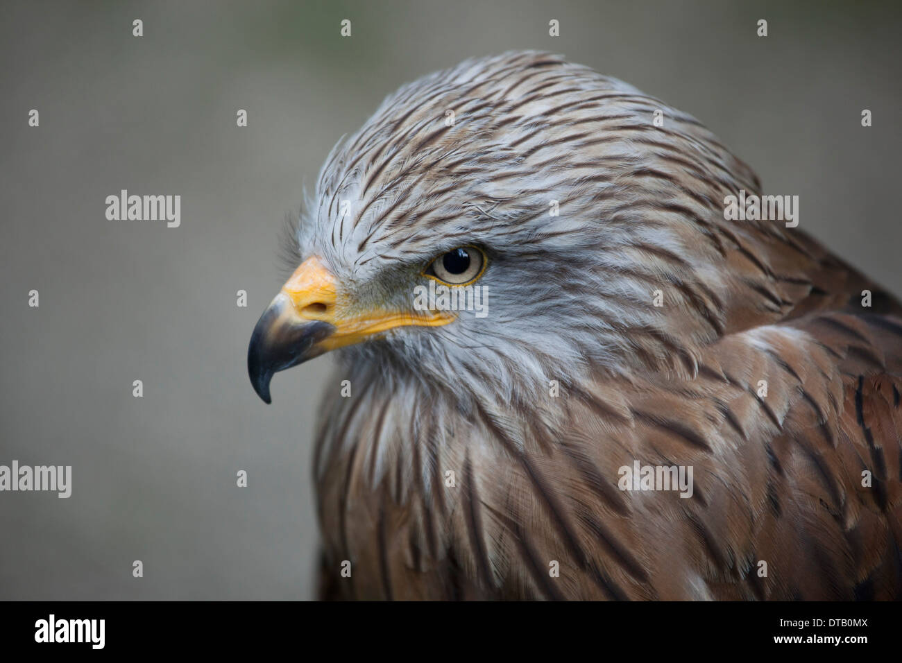 Eagle focus hi-res stock photography and images - Alamy