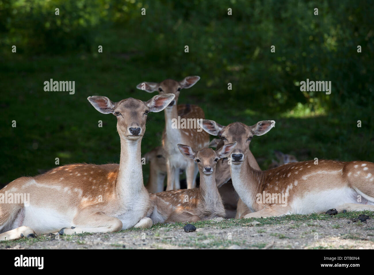 Deer resting in forest Stock Photo - Alamy