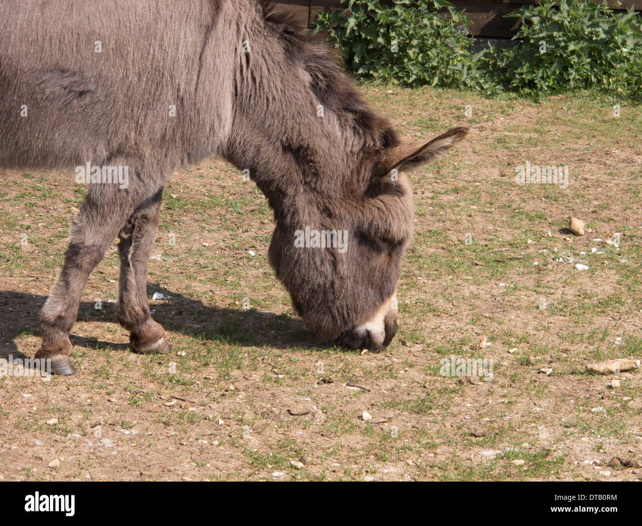 An image of a donkey in a pen in summer, England, UK Stock Photo - Alamy