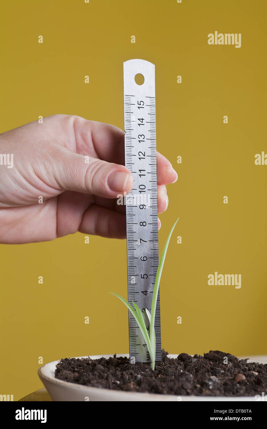 Human hand measuring plant Stock Photo - Alamy
