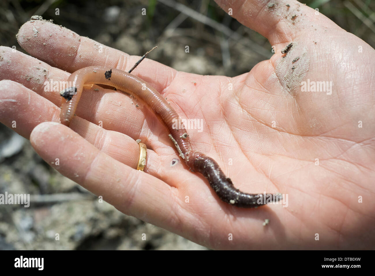 Human horizontal hi-res stock photography and images - Alamy