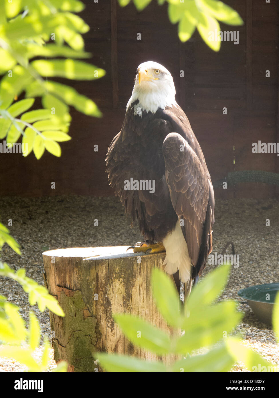 Tamed eagle hi-res stock photography and images - Alamy