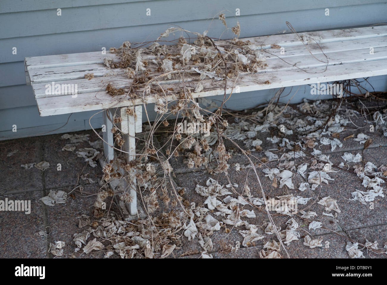 Dry leaves and branches on bench Stock Photo - Alamy