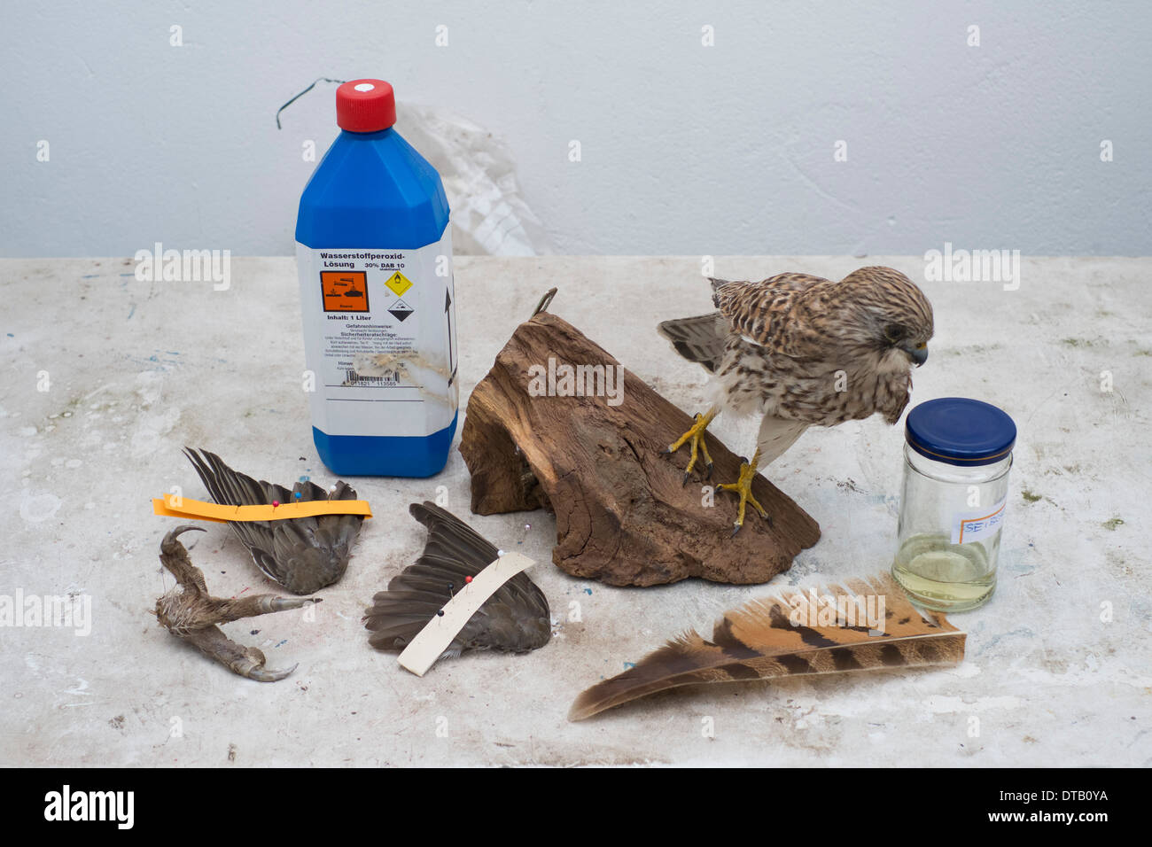 Stuffed bird various tools used hi-res stock photography and images - Alamy