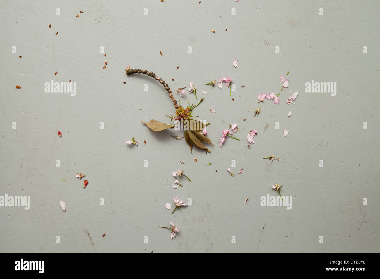 Destroyed leaf hi-res stock photography and images - Alamy