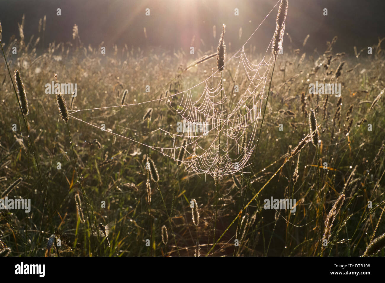 Field spider hi-res stock photography and images - Alamy
