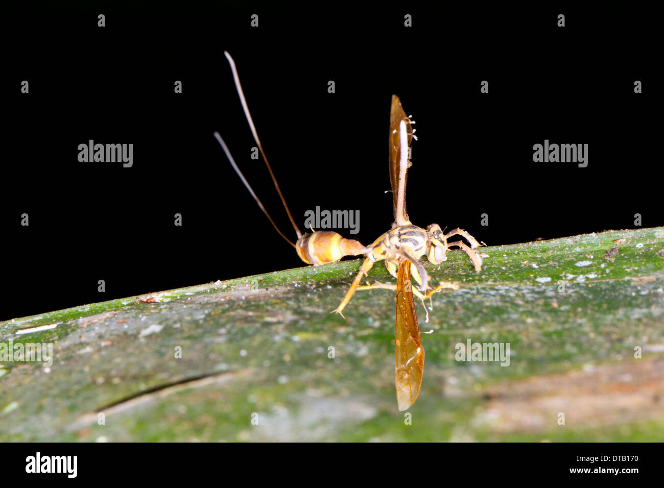 Cordyceps fungus infecting a wasp in the rainforest understory, Ecuador ...
