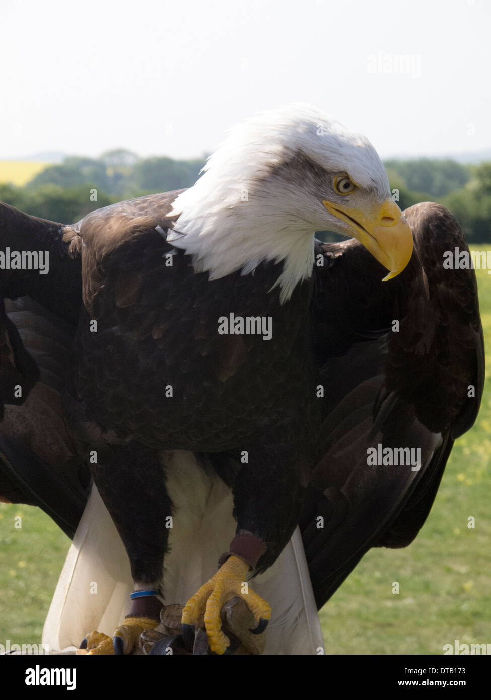 Tamed eagle hi-res stock photography and images - Alamy