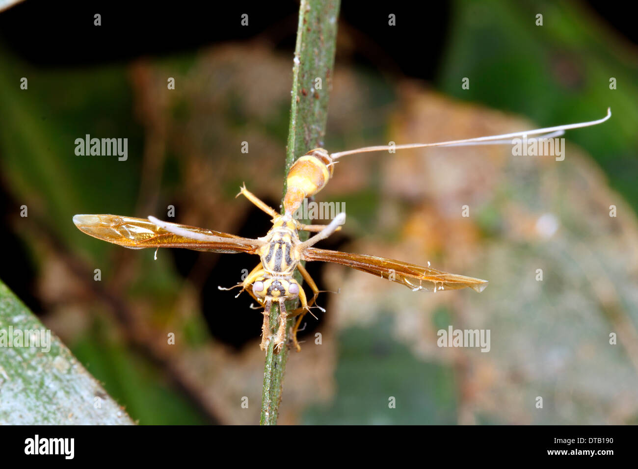 Cordyceps fungus infecting a wasp in the rainforest understory, Ecuador ...