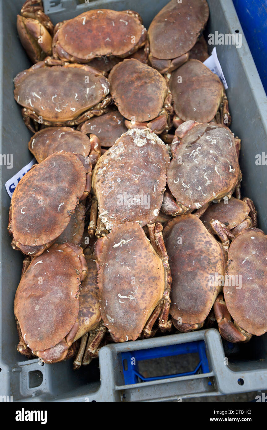 English crabs hi-res stock photography and images - Alamy