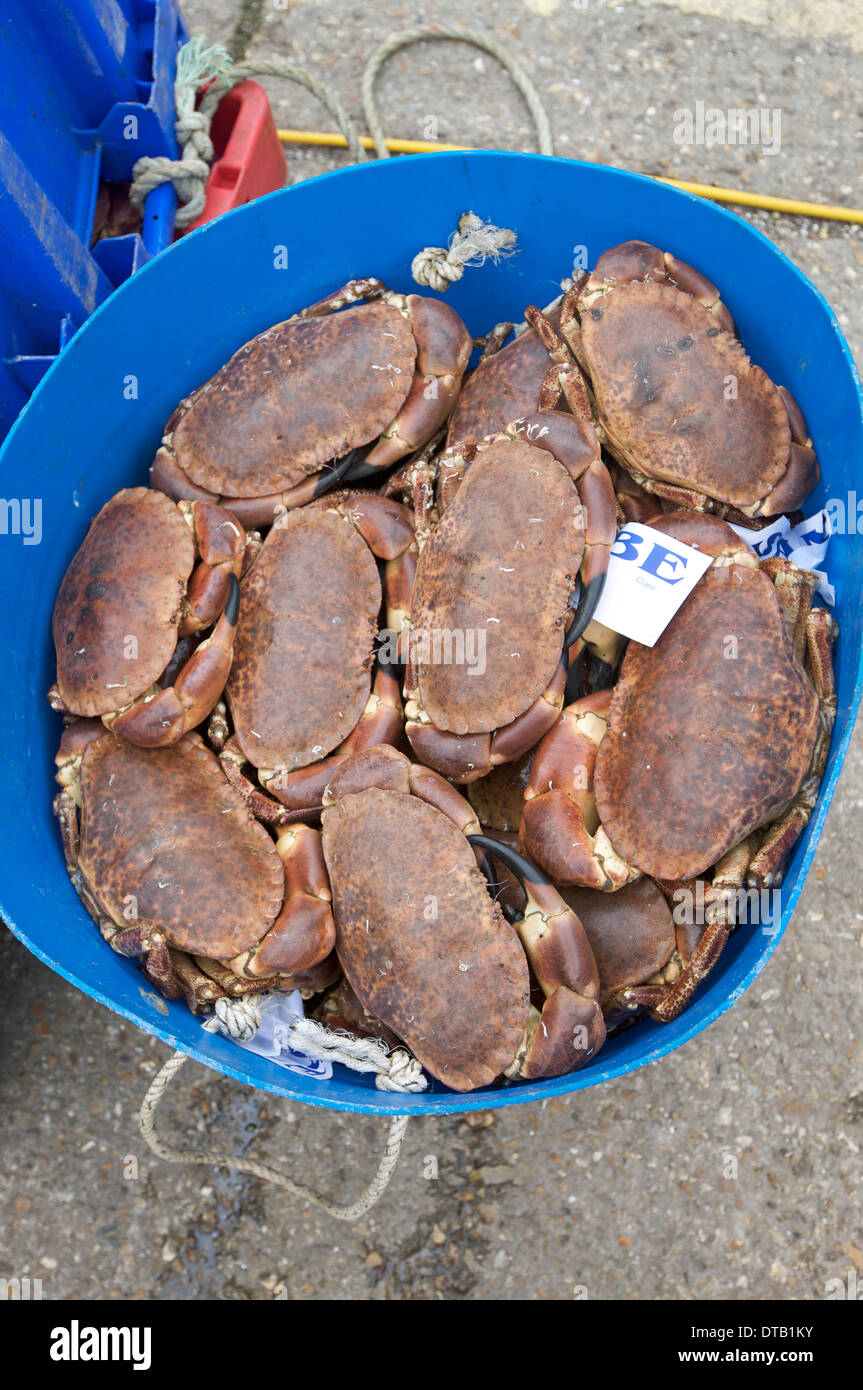 English crabs hi-res stock photography and images - Alamy