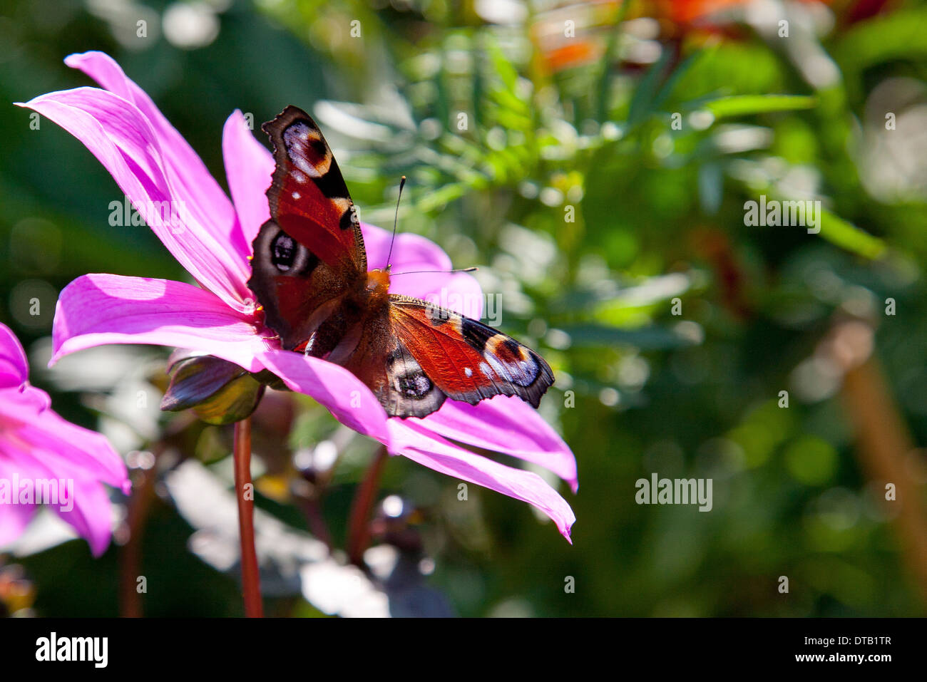 Image of a purple flower with a butterfly on top of it, England, UK ...
