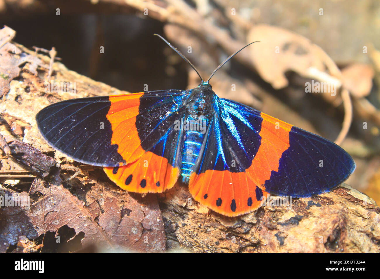 beautiful moth in deep forest, in genus Milionia Stock Photo - Alamy