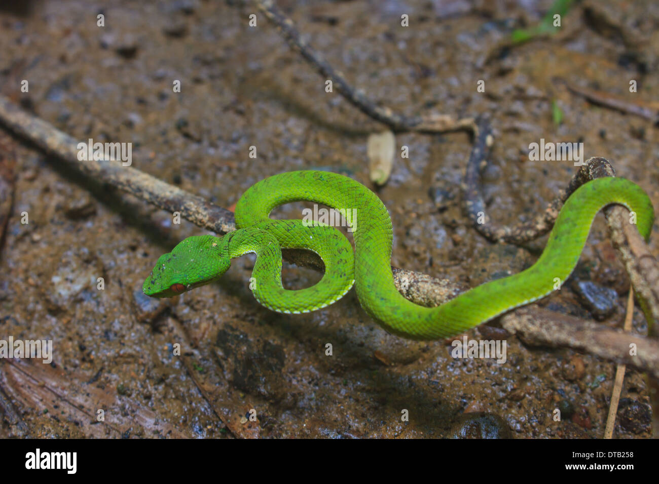 snake green pit viper in forest Stock Photo - Alamy