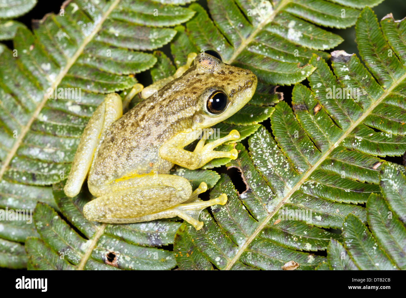 Red Snouted Treefrog (Scinax ruber) on a fern leaf in the rainforest ...