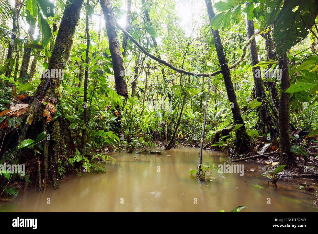 Rainforest stream the water level high after heavy rain, Ecuador Stock ...