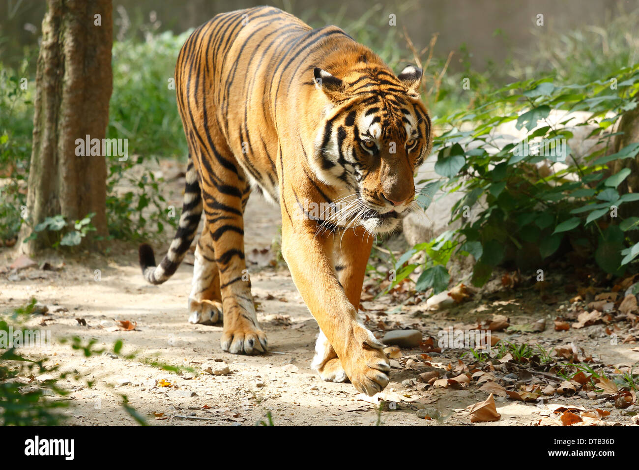 Tiger walking closeup hi-res stock photography and images - Alamy