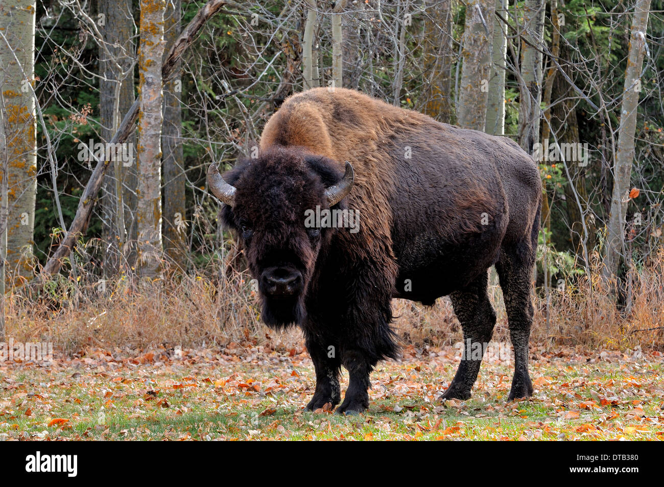Plains bison bison bison bison buffalo male hi-res stock photography ...