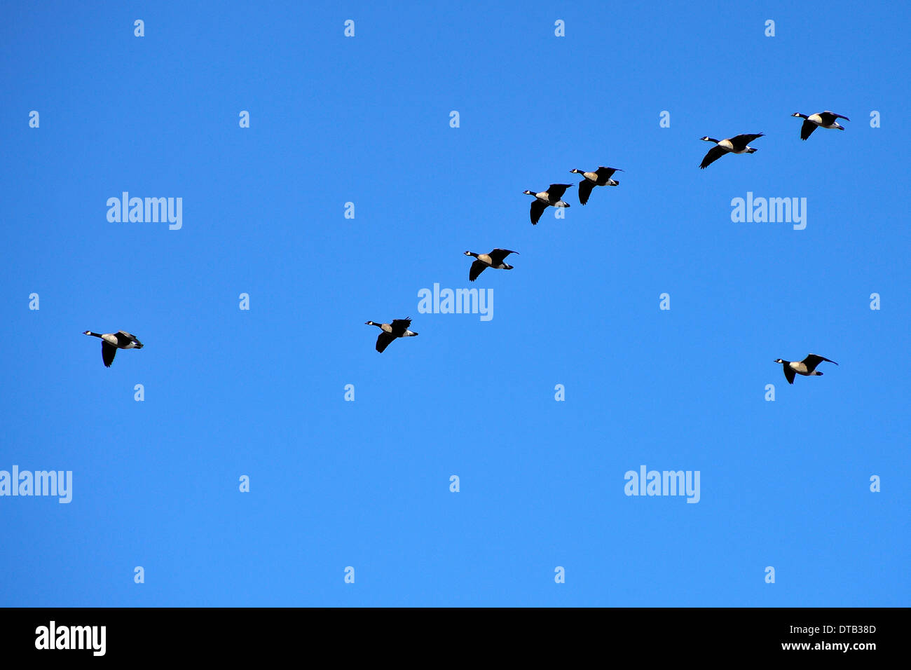 Flock birds flying formation geese hi-res stock photography and images ...