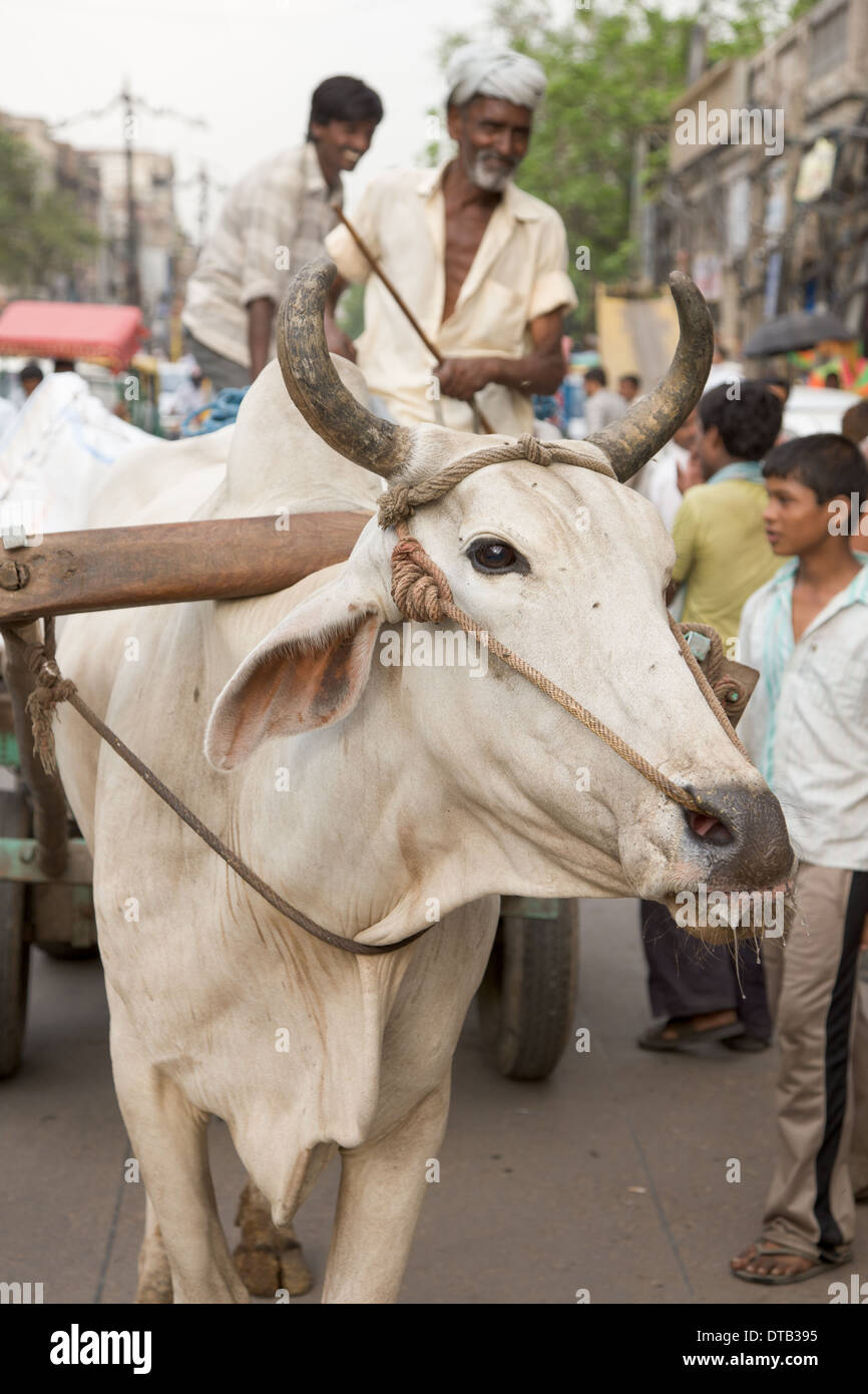 Ox pulled cart transporting goods through Old Delhi Stock Photo - Alamy
