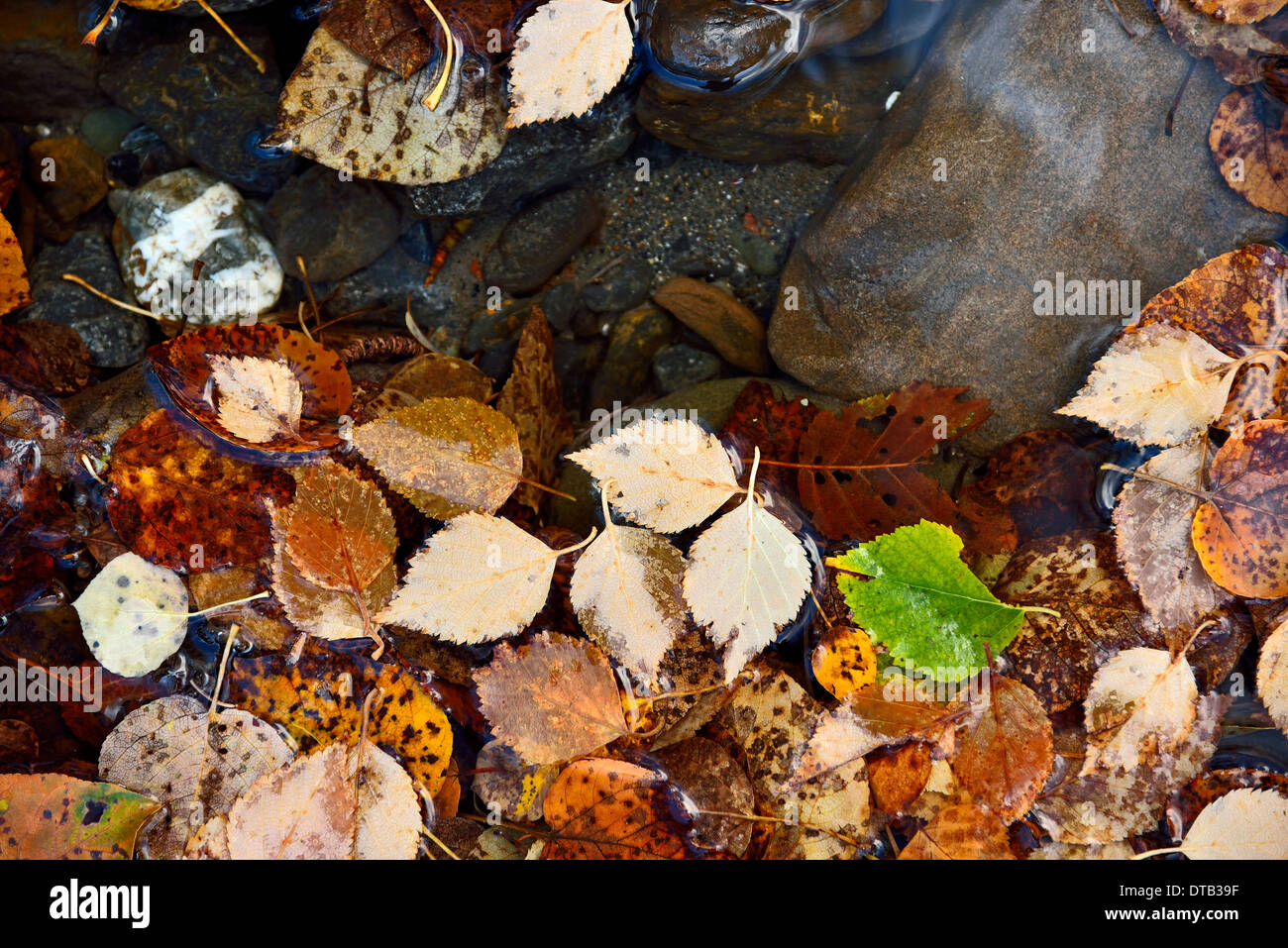 Slow water brook hi-res stock photography and images - Alamy